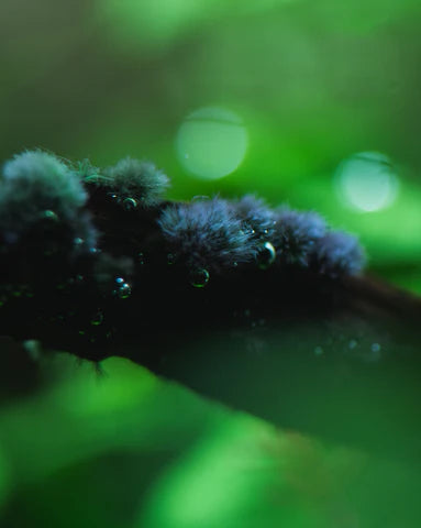 How to Get Rid of Black Beard Algae (BBA) – Marine Plus Aquariums